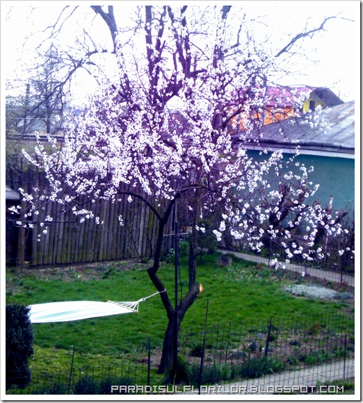 Paradisul Florilor: Copaci infloriti 2009